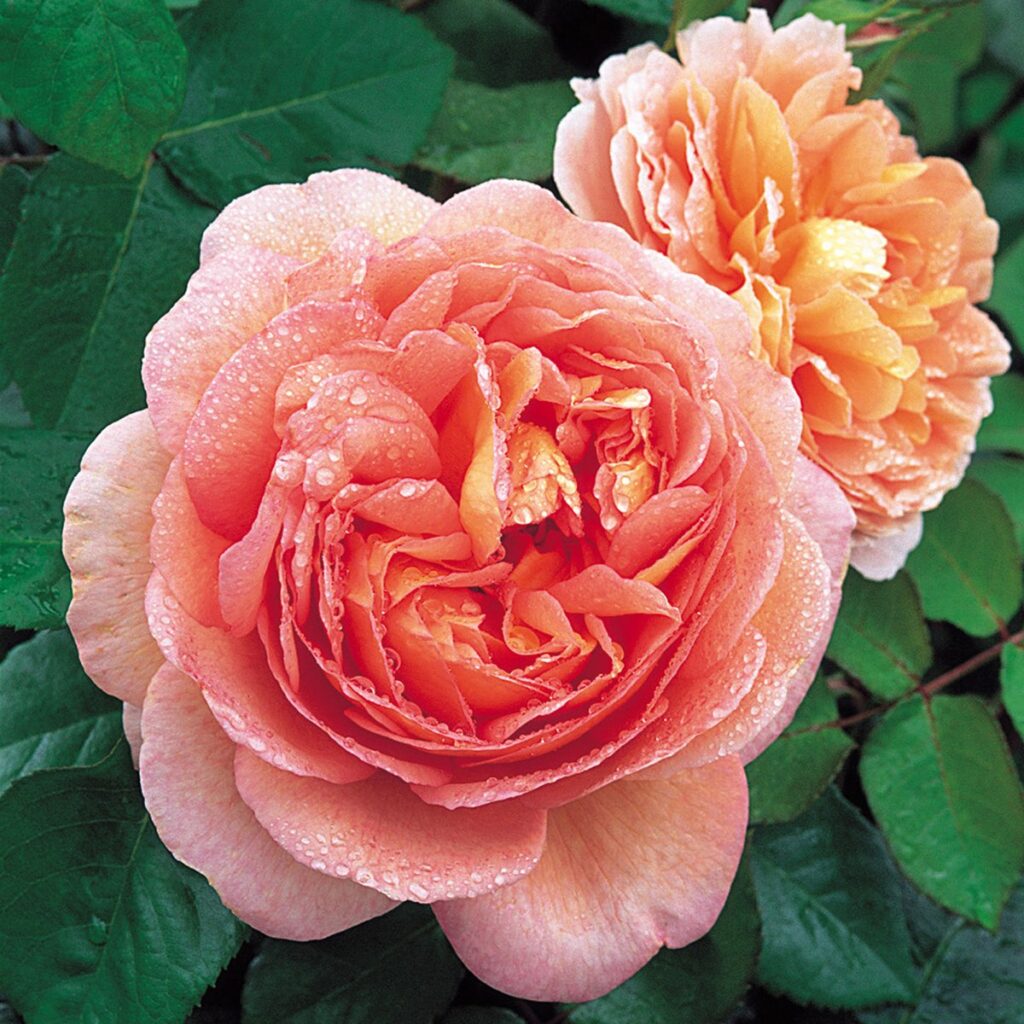 My Top Five David Austin Roses – Ned McDowell