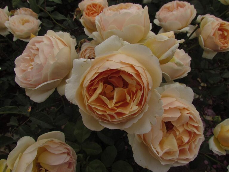 My Top Five David Austin Roses – Ned McDowell